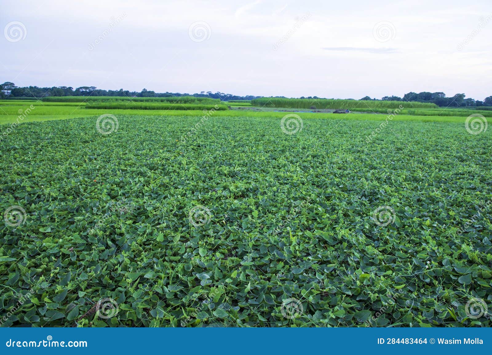 Green Pointed Gourd Plant Field Texture Background Stock Photo - Image ...