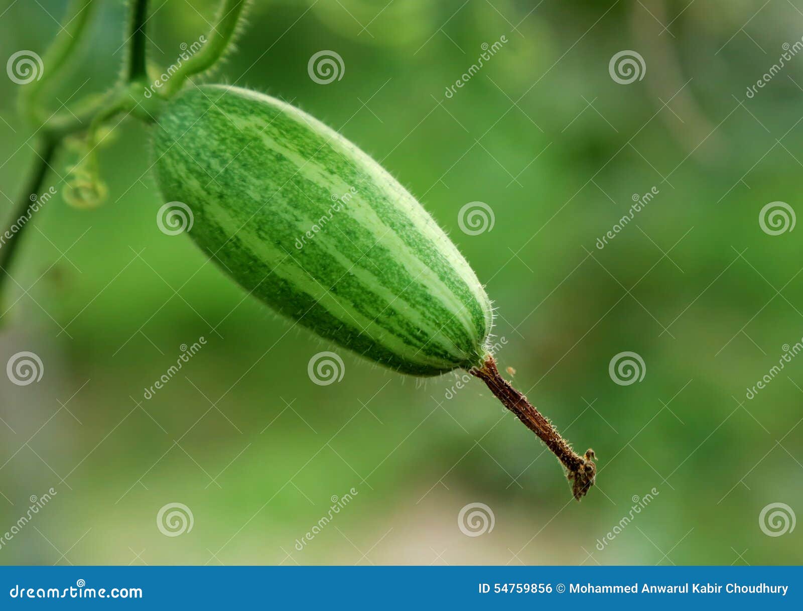 Green Pointed Gourd in Vegetable Garden Stock Photo - Image of parval ...