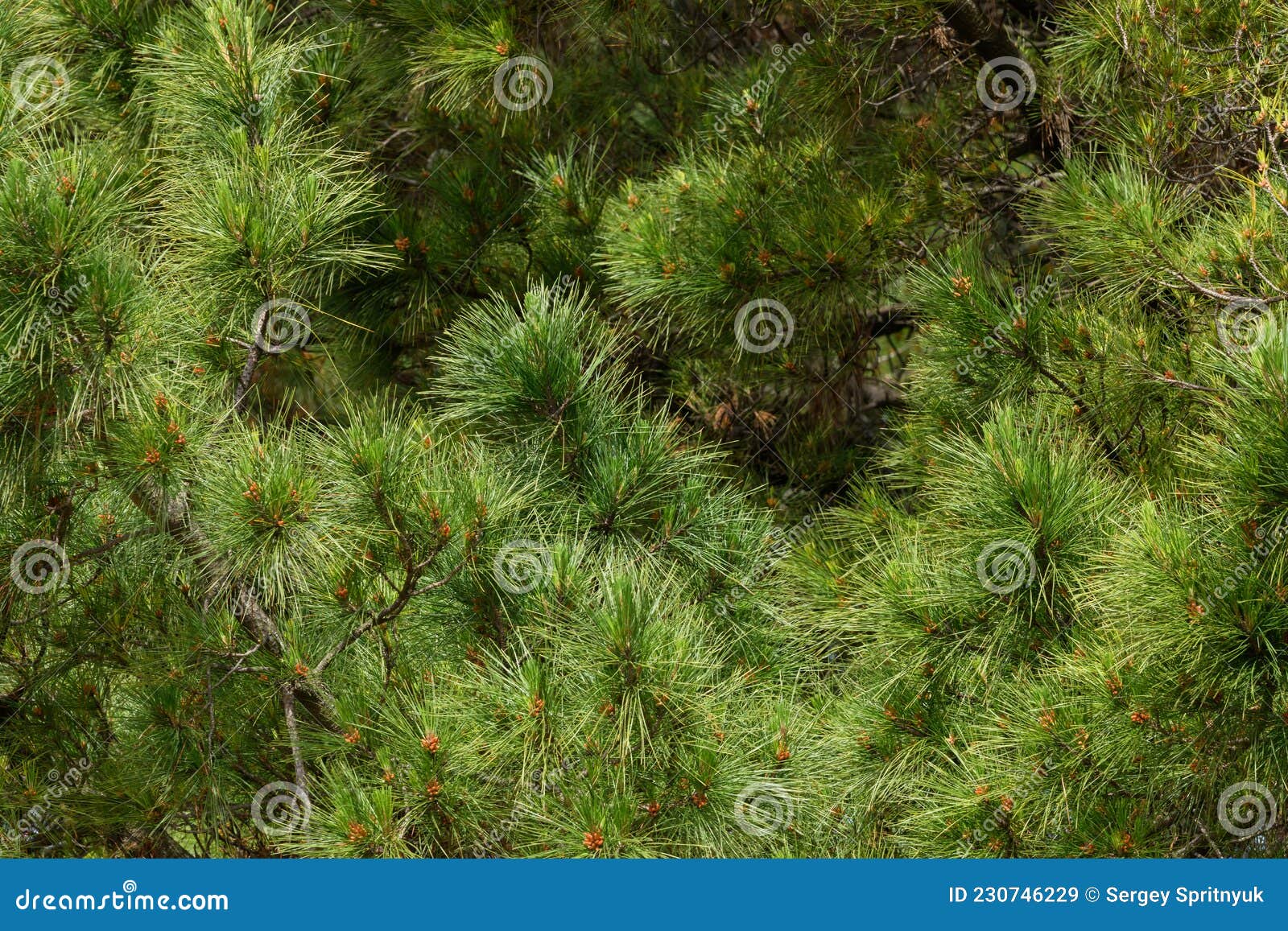 Green Pointy Pine Needles Close Up in Summer Forest Stock Image - Image ...
