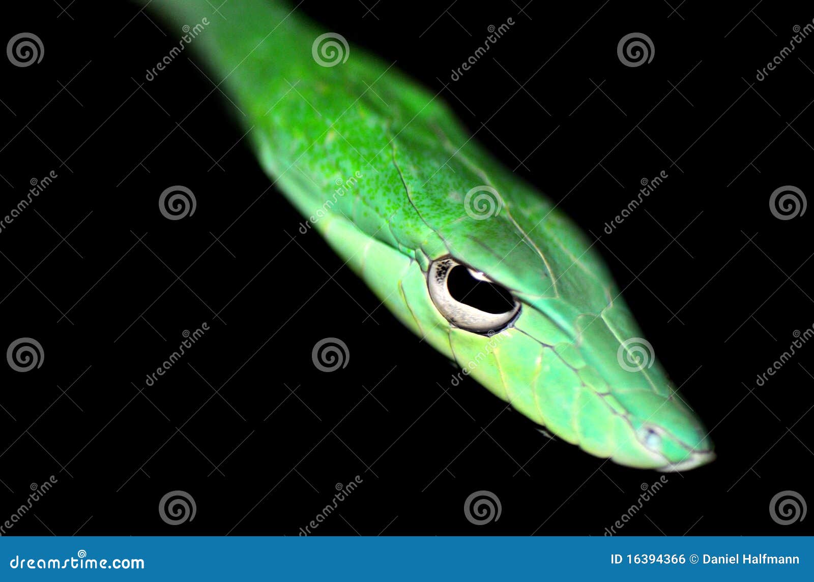 365 Rectangle Snake Stock Photos - Free & Royalty-Free Stock Photos ...