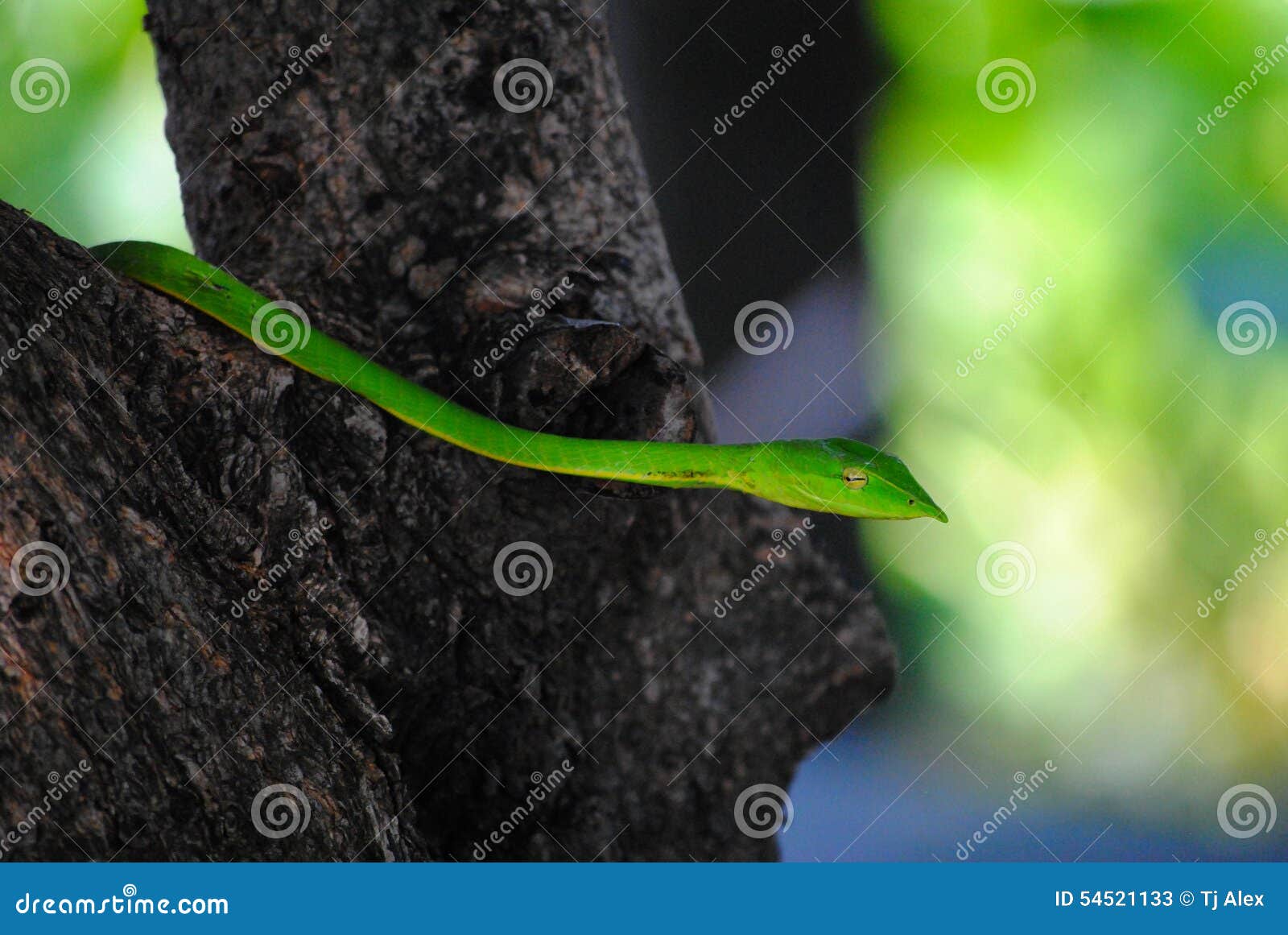 Green poisonous snake stock image. Image of poisonous - 54521133
