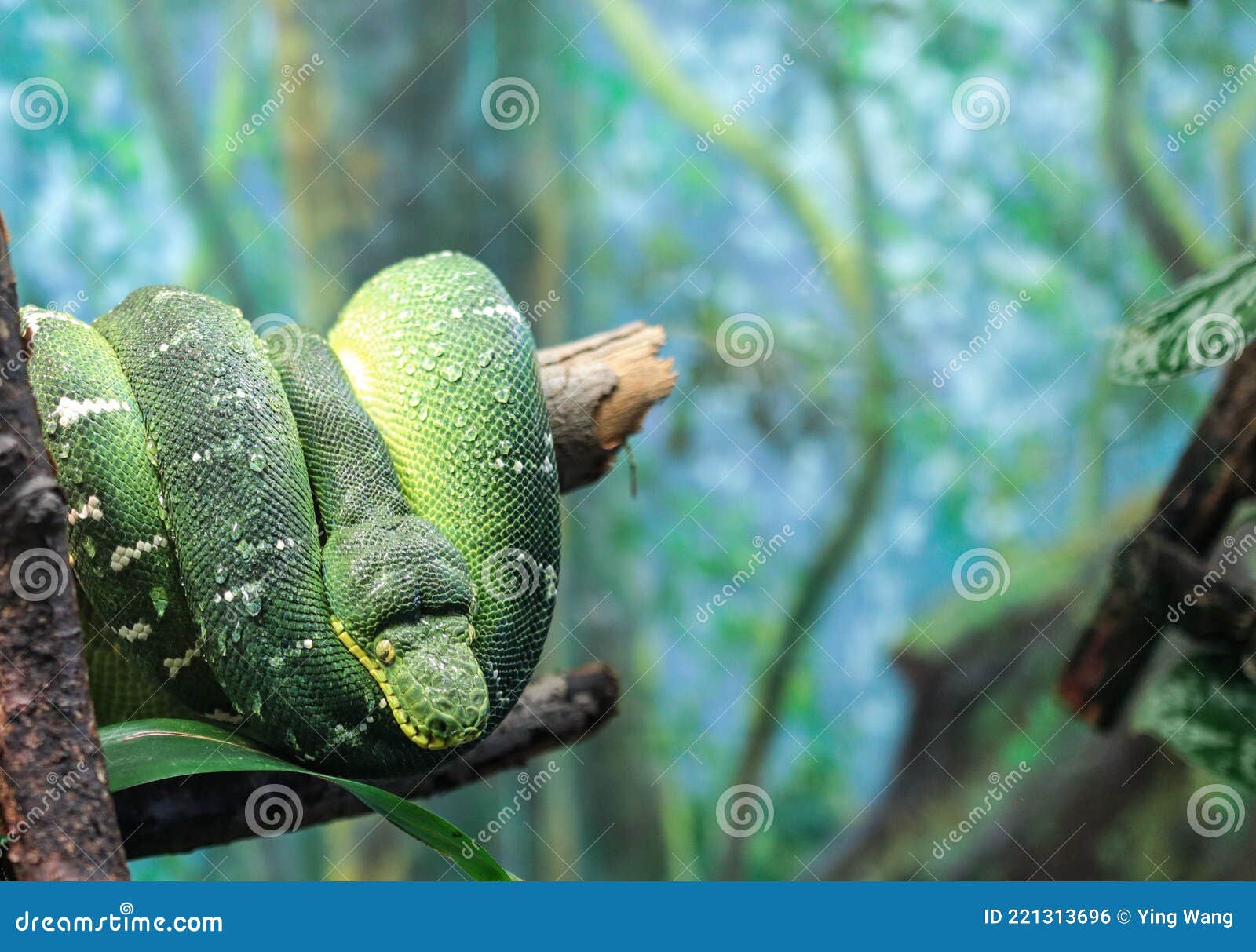 Green Poisonous Snake on a Tree Branch Stock Photo - Image of nature ...