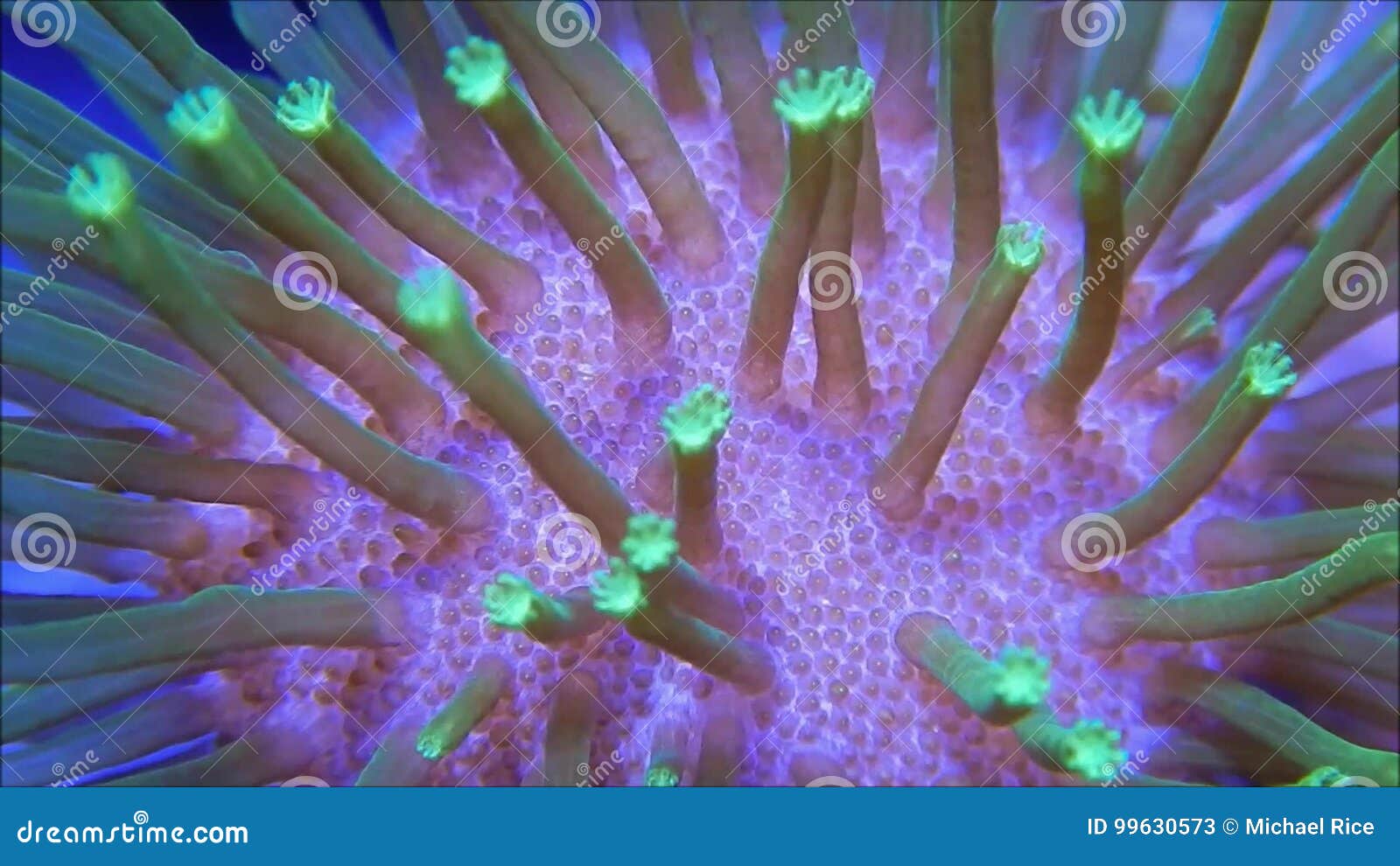 Green Polyp Toadstool Leather Coral Stock Video - Video of marine ...