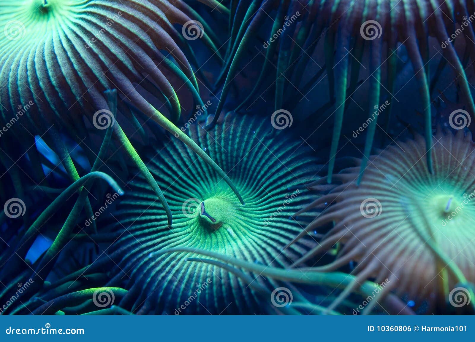 Green polyps stock photo. Image of anemone, nature, ocean - 10360806