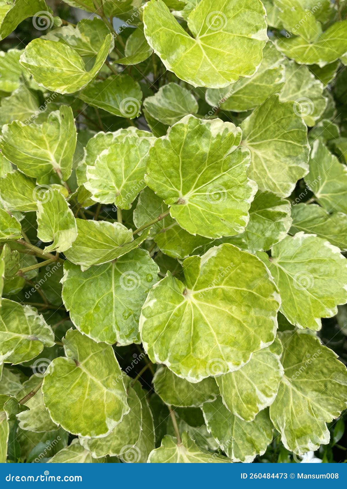 Green Polyscias Plant in Nature Garden Stock Image - Image of outdoor ...