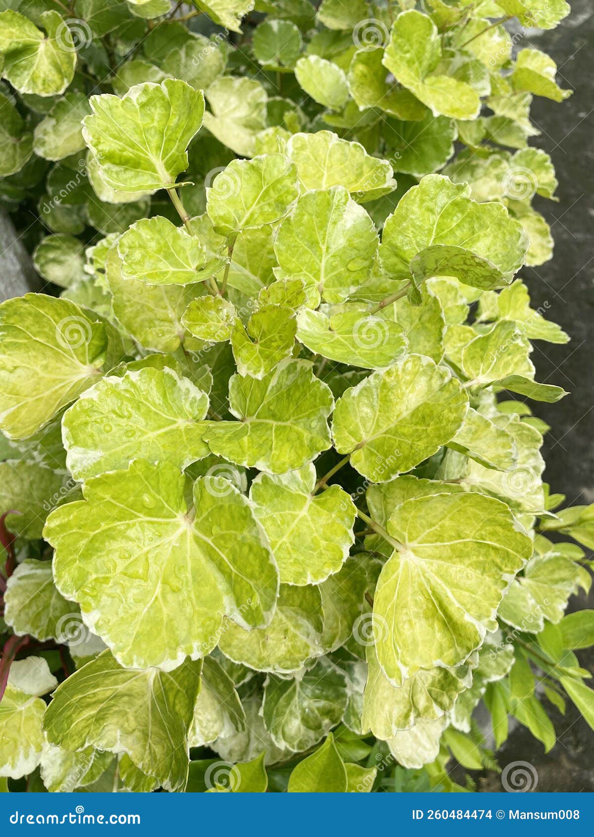 Green Polyscias Plant in Nature Garden Stock Photo - Image of aralia ...