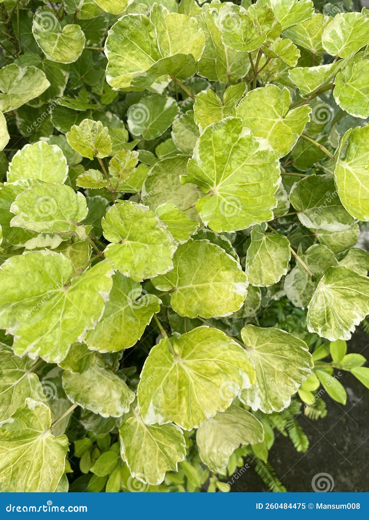 Green Polyscias Plant in Nature Garden Stock Image - Image of natural ...