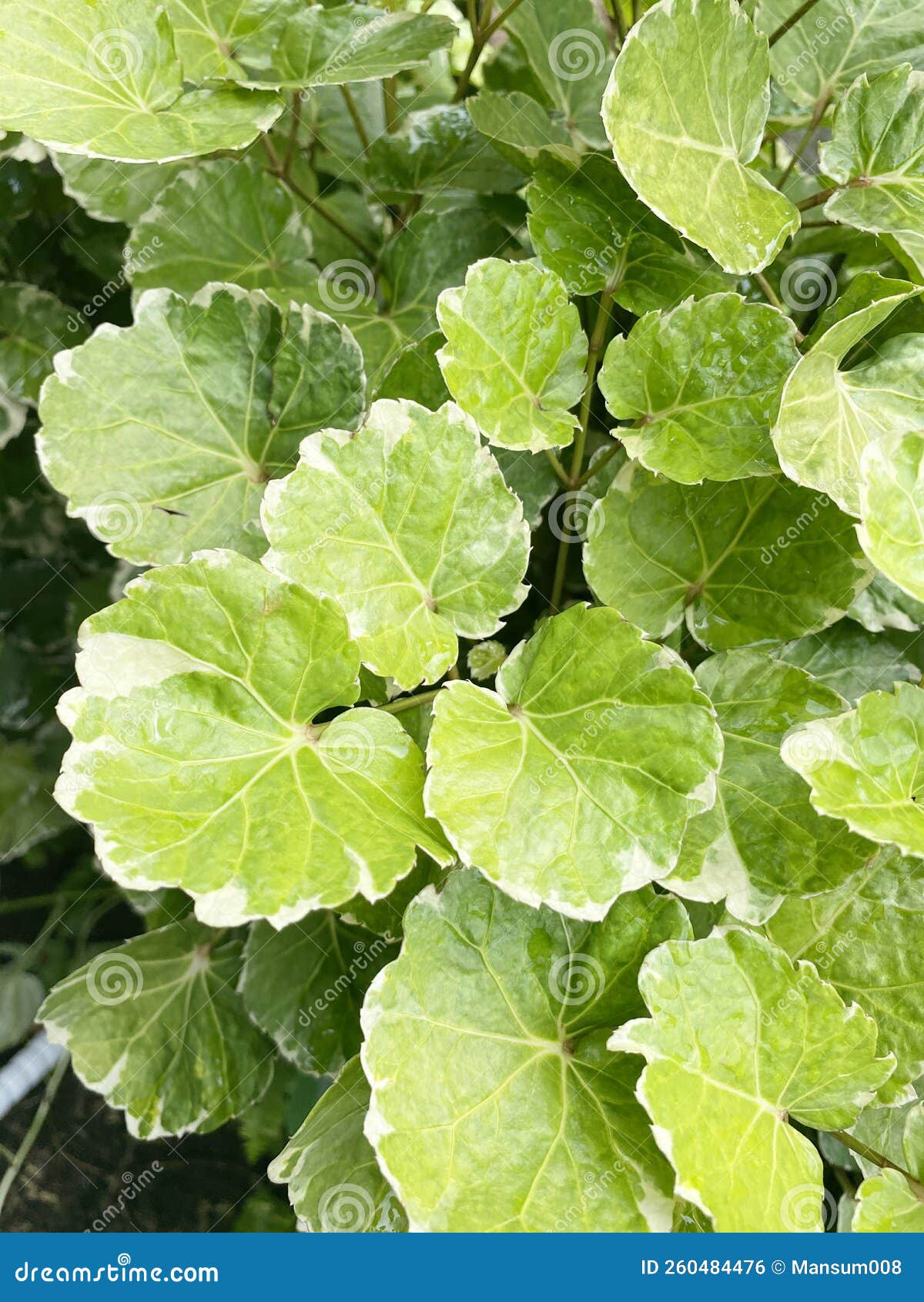 Green Polyscias Plant in Nature Garden Stock Photo - Image of flora ...