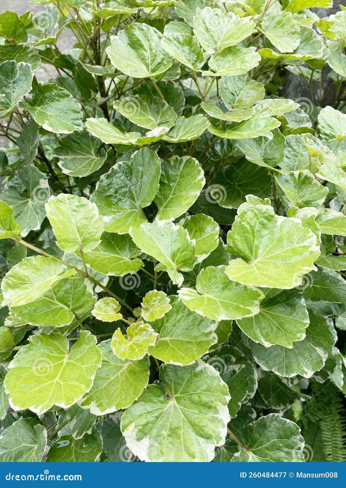 Green Polyscias Plant in Nature Garden Stock Image - Image of foliage ...