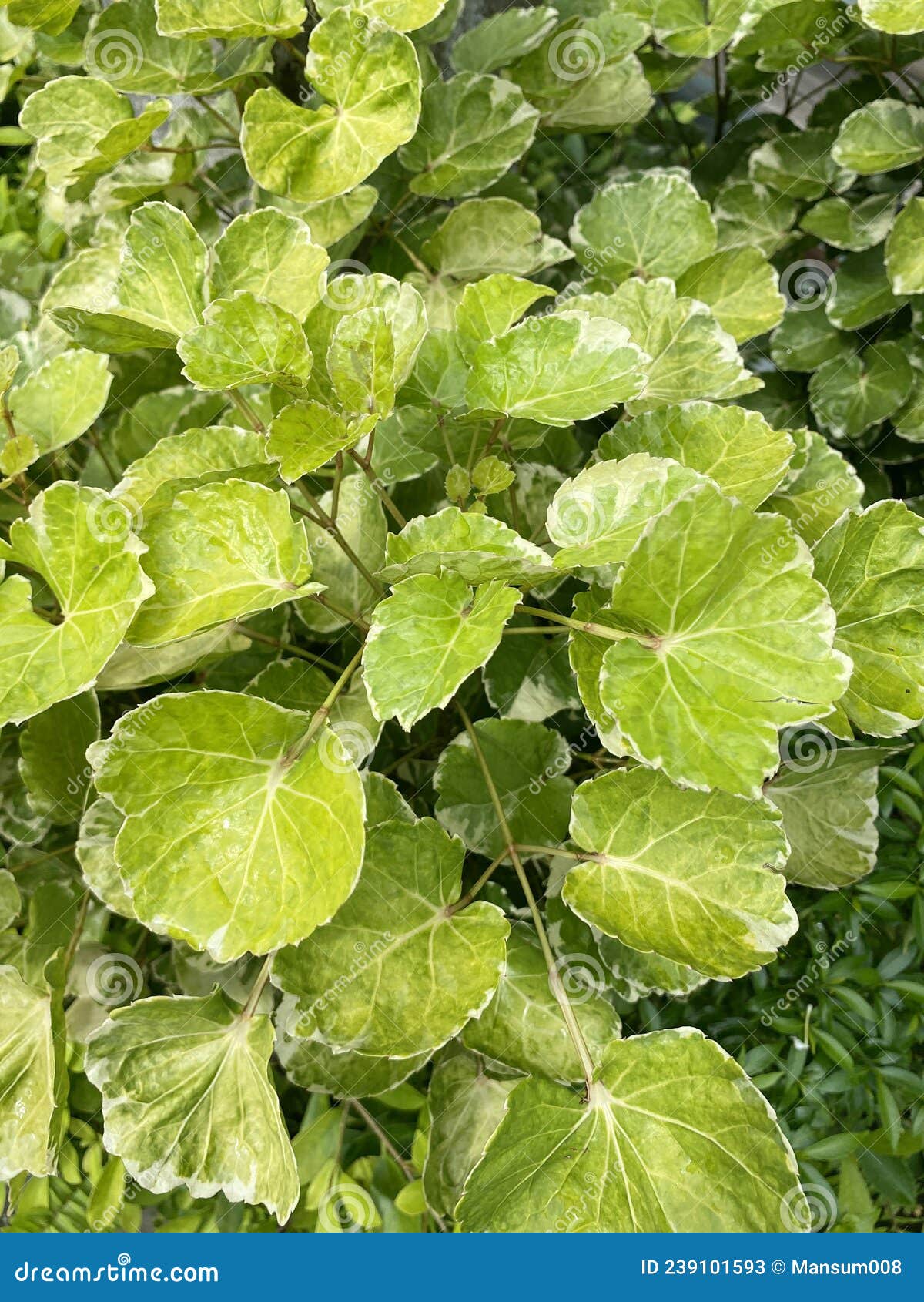 Green Polyscias Plant in Nature Garden Stock Image - Image of spring ...