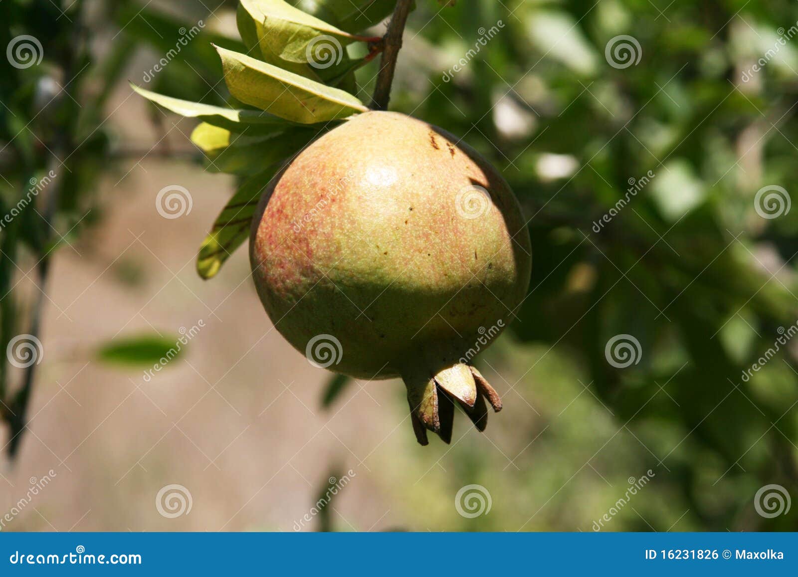 Green pomegranate stock photo. Image of green, sunny - 16231826