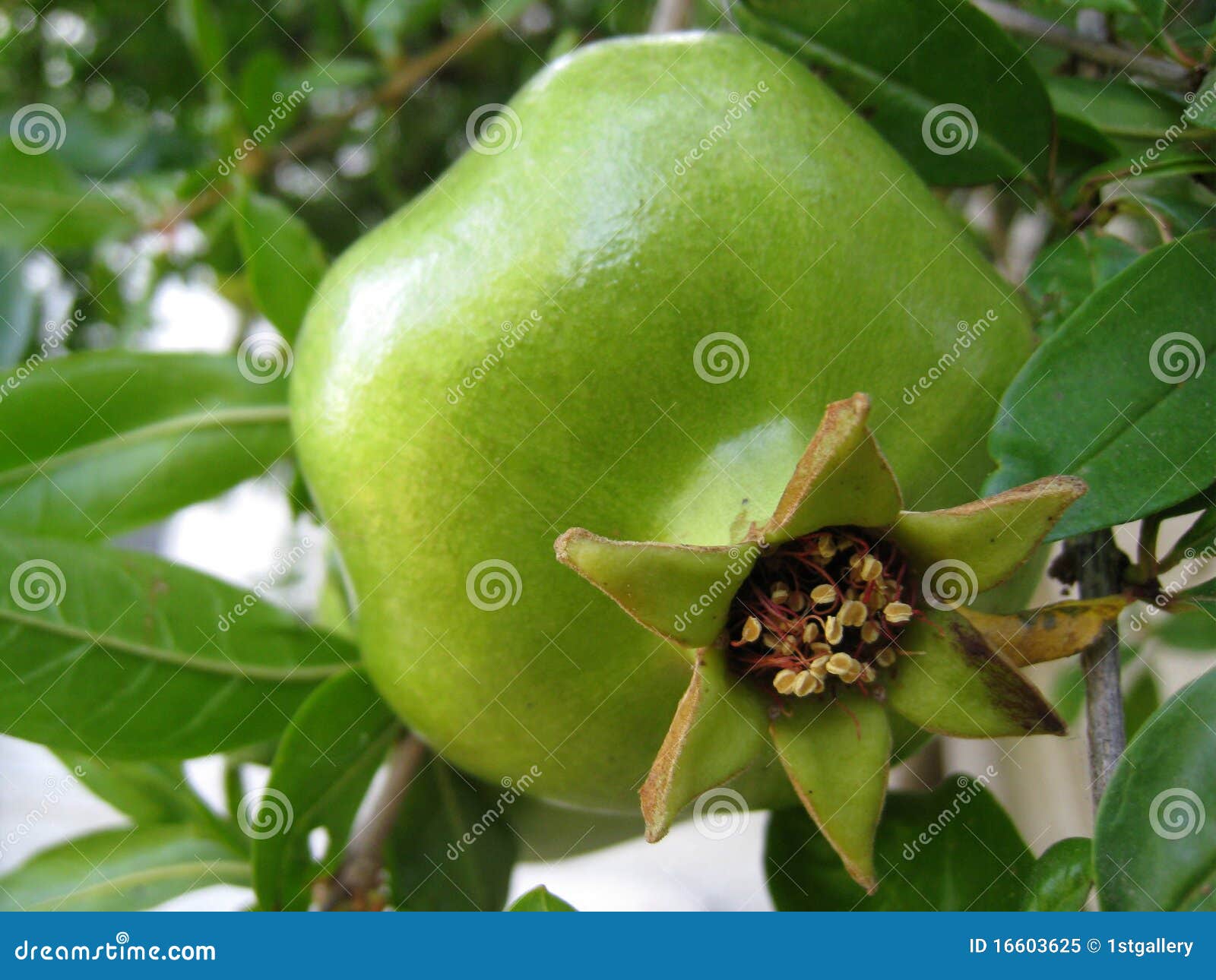 Green pomegranate stock image. Image of growth, pomegranate - 16603625