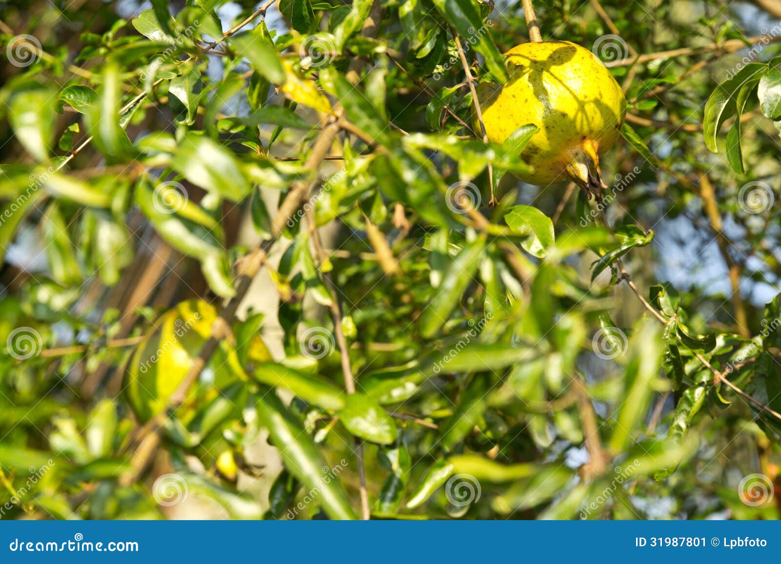 Green Pomegranate stock image. Image of pomegranate, growth - 31987801