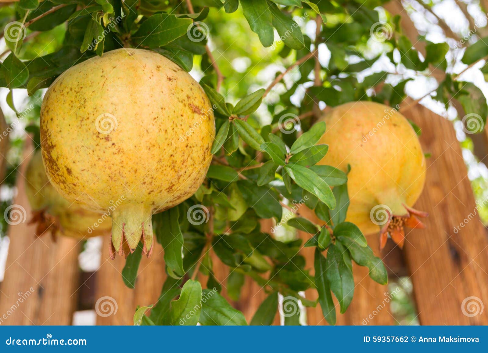 Green pomegranate stock photo. Image of spring, summer - 59357662