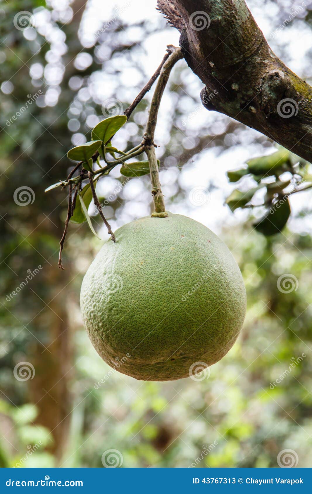 Green pomelo stock image. Image of dessert, grow, citrus - 43767313
