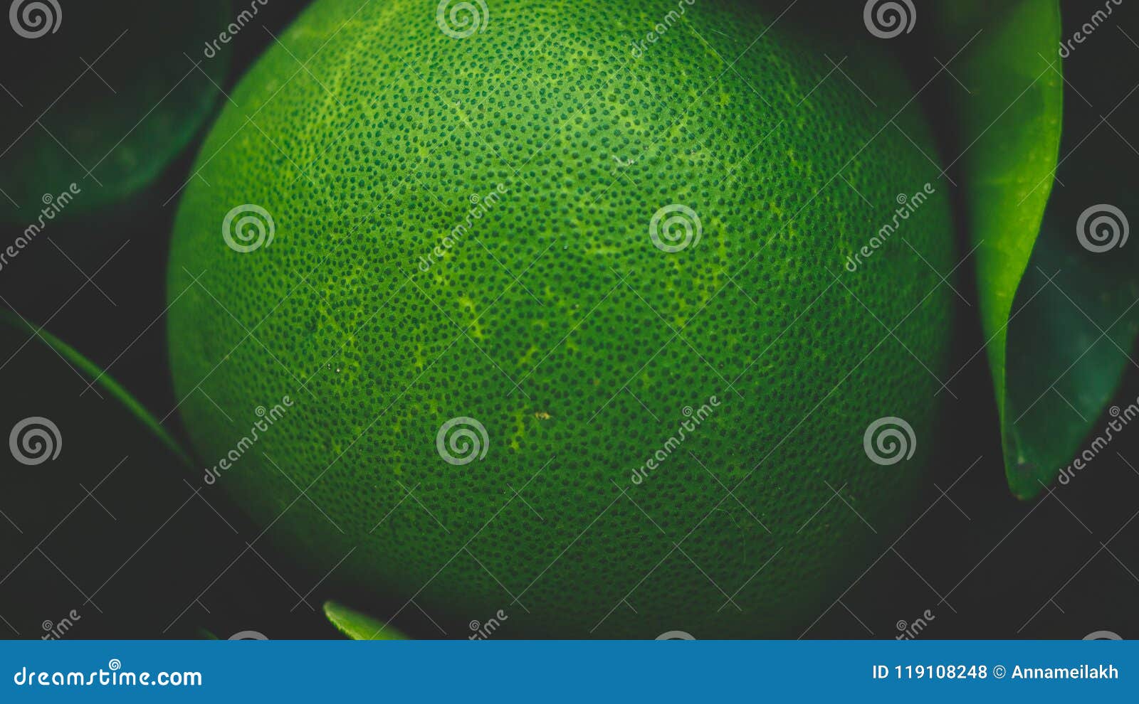 Green Pomelo Growing on a Tree. Nature Green Concept Stock Photo ...