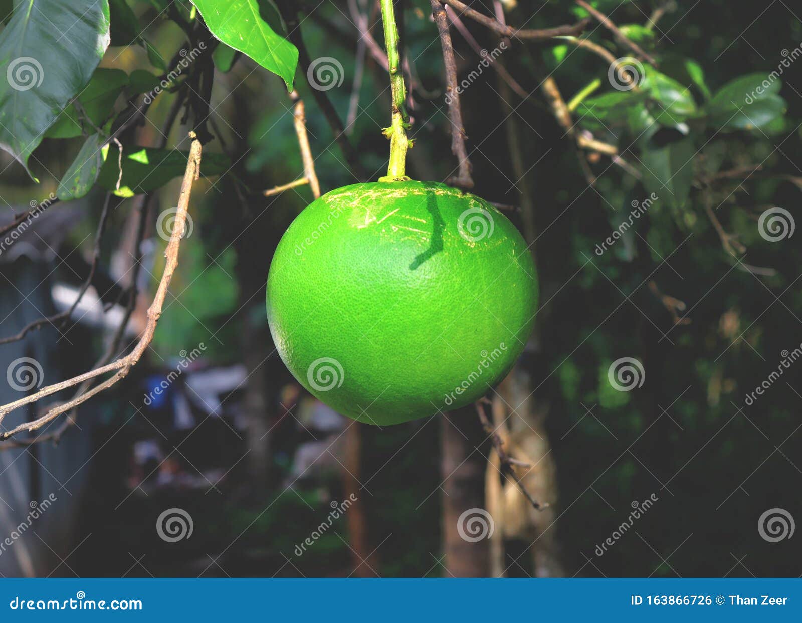 Green Pomelo from india stock photo. Image of pomelo - 163866726
