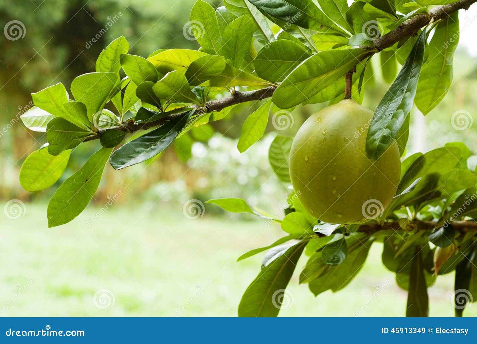 Green Pomelo on Tree Branch Stock Image - Image of juicy, hang: 45913349