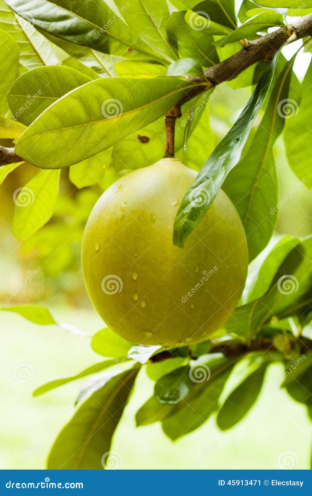 Green Pomelo on Tree Branch Stock Image - Image of color, leaf: 45913471
