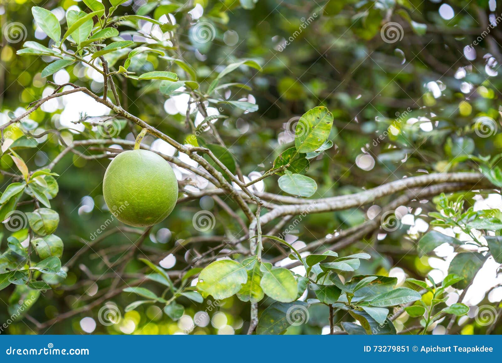 Green Pomelo Tree Stock Photos - Download 830 Royalty Free Photos