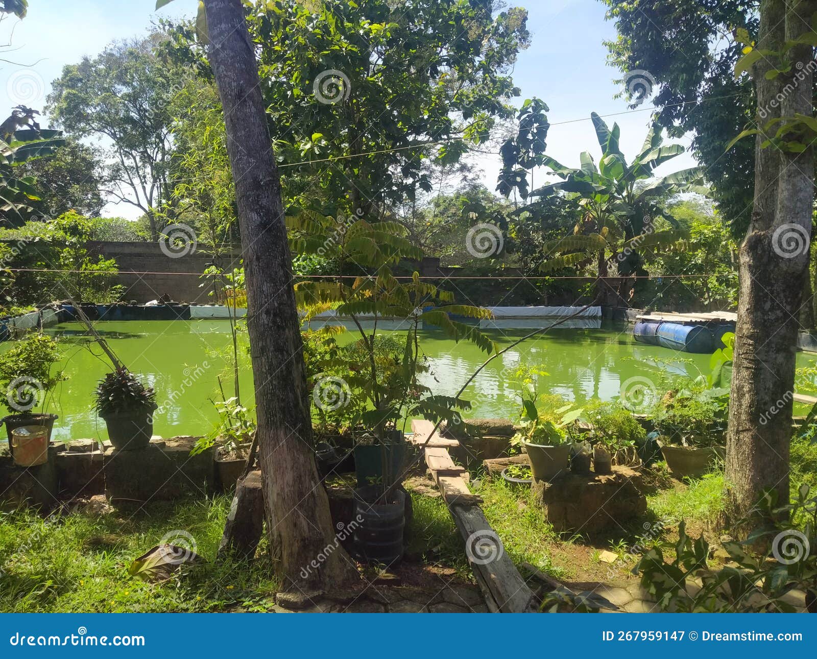 A Green Pond stock image. Image of lake, flower, backyard - 267959147