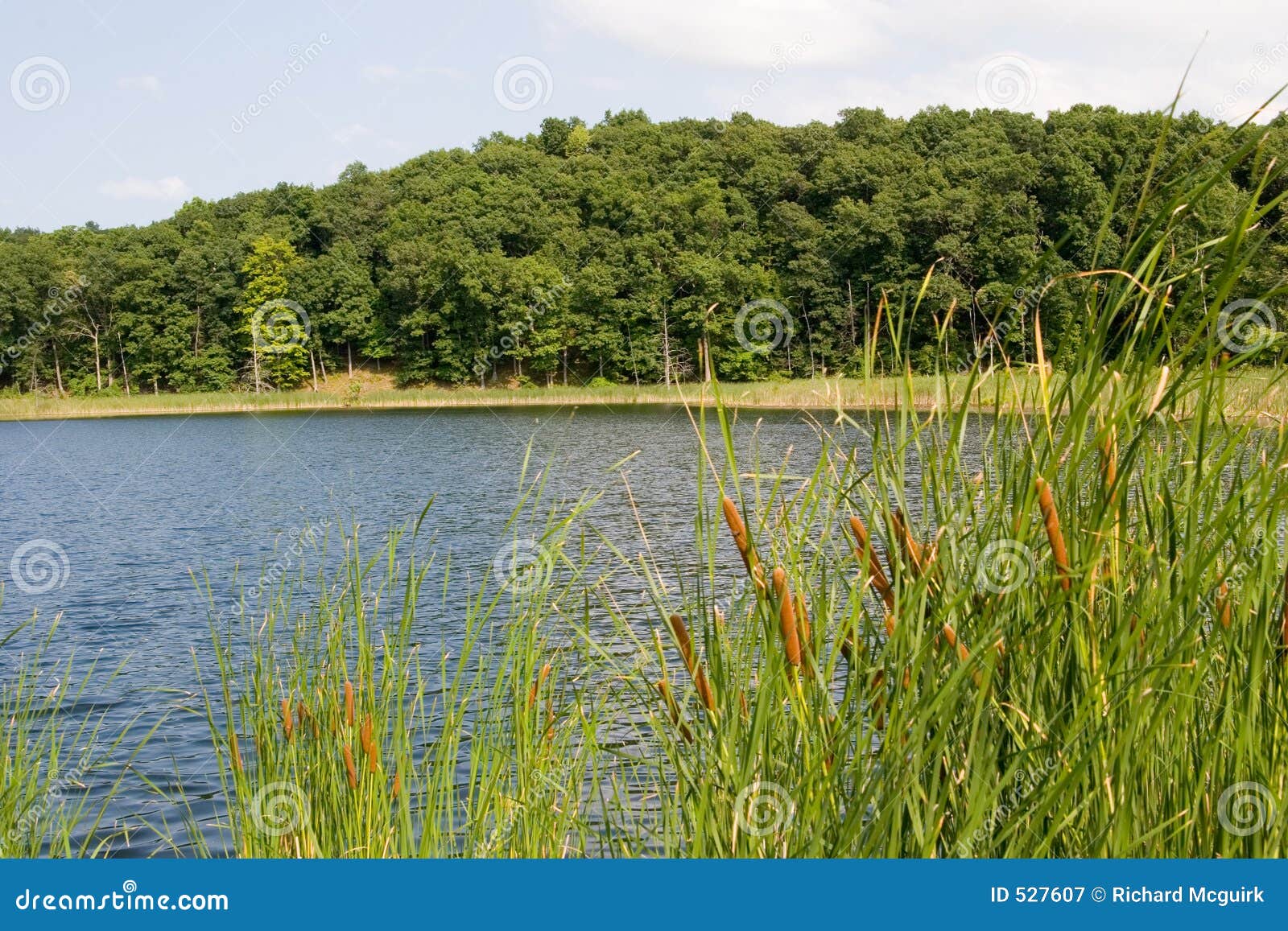 Green Pond Royalty Free Stock Photography - Image: 527607