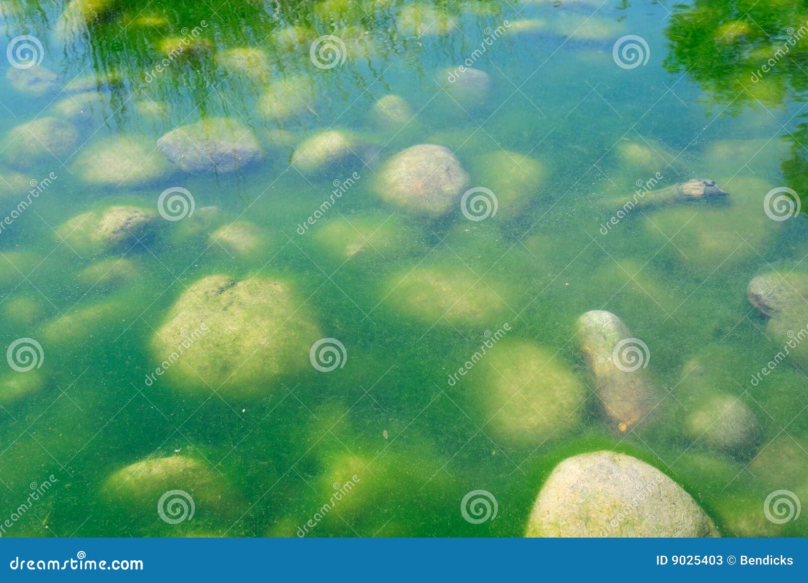 String Algae- Fibrous Green Strands Of Algae That Looks Like Long ...