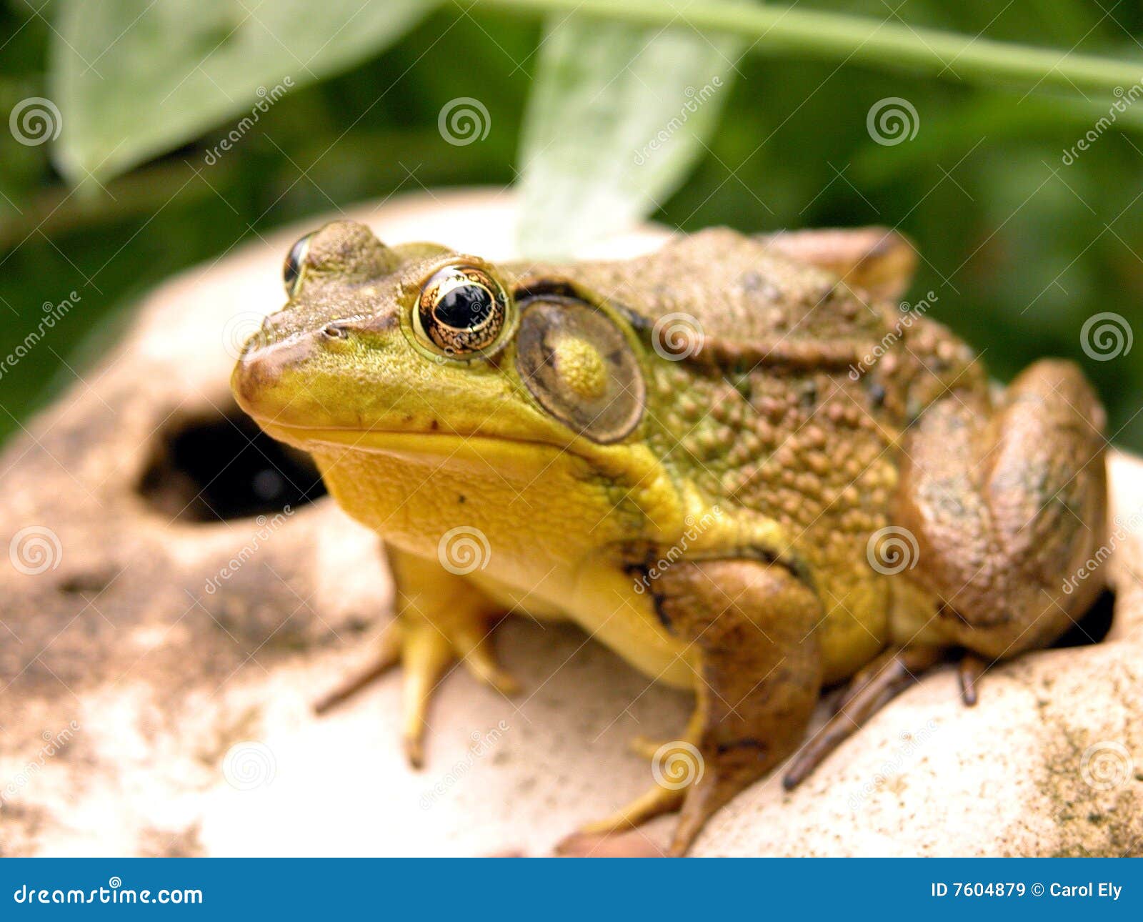 Green Pond Frog Close-up stock image. Image of amphibians - 7604879