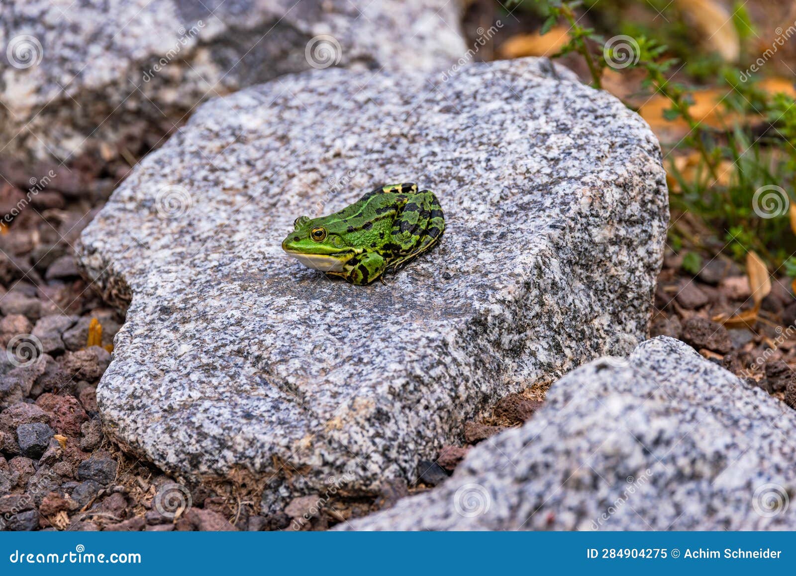 Green Water Frog on a Stone Stock Image - Image of outside, kingdom ...