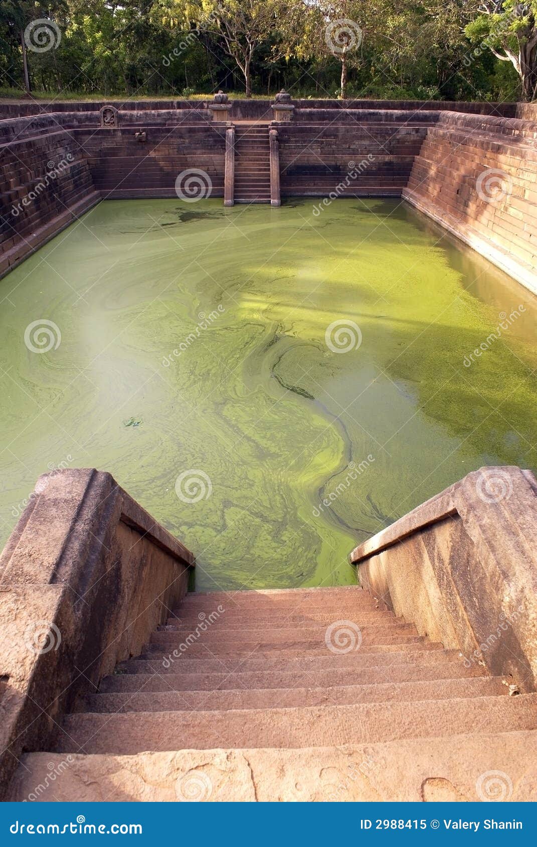 Green pool stock image. Image of green, ruins, stone, tree - 2988415