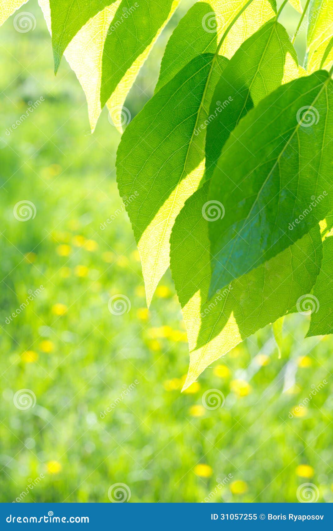 Green Poplar Leaves on Defocused Background Stock Image - Image of ...