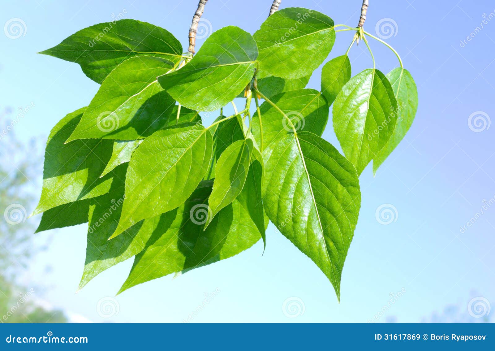 Green poplar leaves on sky stock image. Image of shiny - 31617869