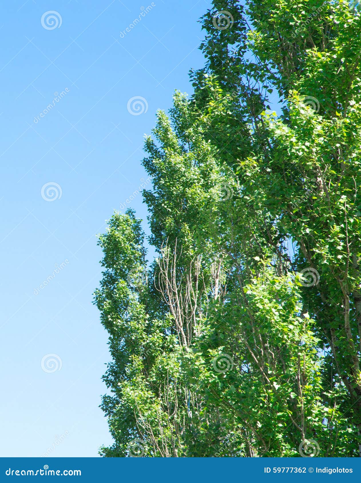 Green poplar tree stock photo. Image of vanishing, effect - 59777362