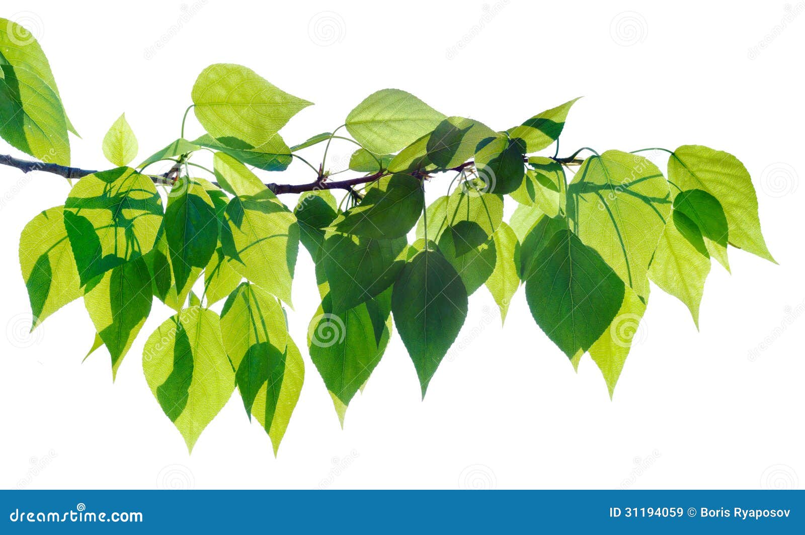 Green poplar twig isolated stock image. Image of horizontal - 31194059