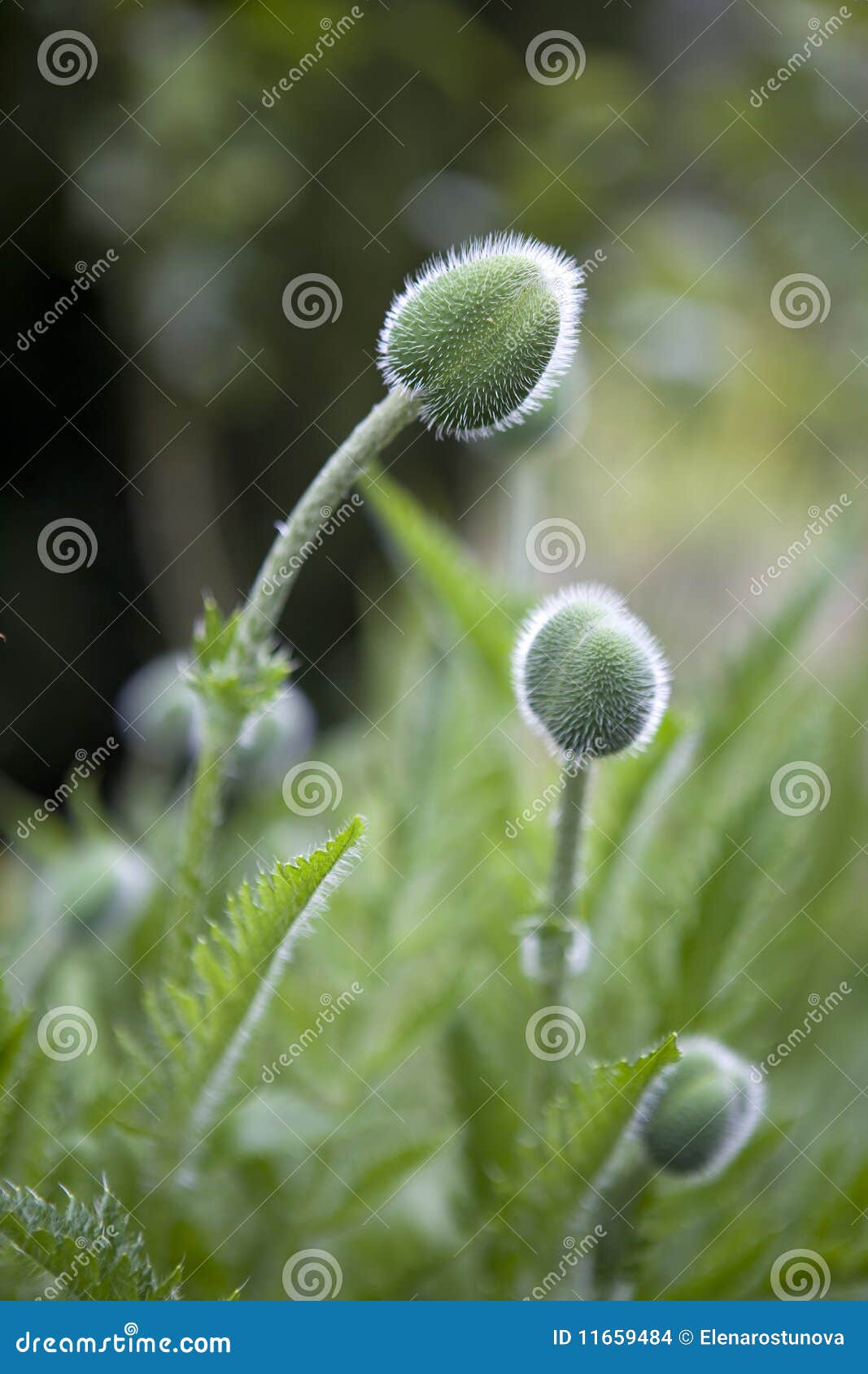 Green Poppy stock photo. Image of green, ground, plant - 11659484