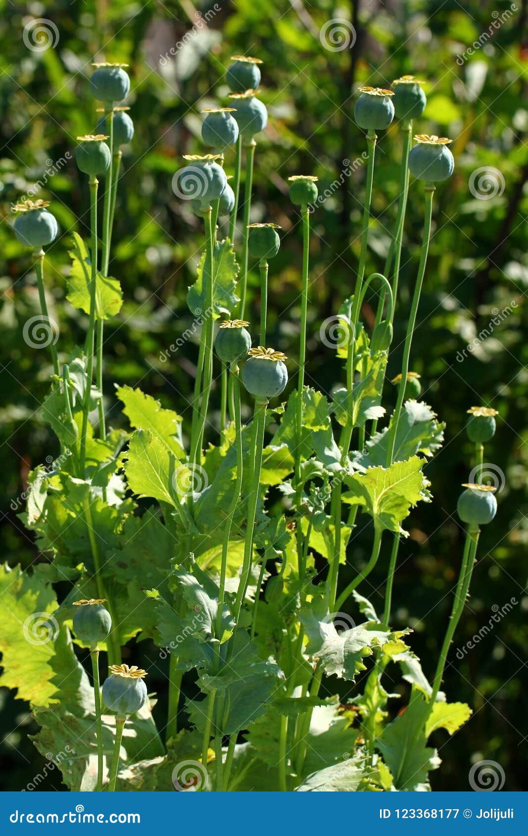 Green poppy boxes stock image. Image of macro, closeup - 123368177