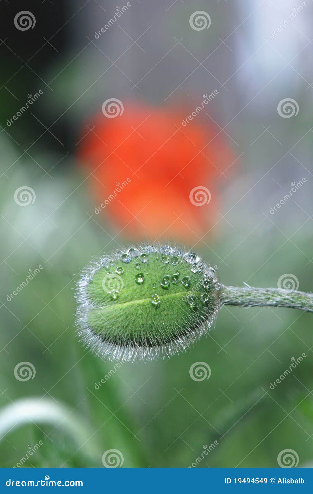 Green poppy bud stock image. Image of plant, beauty, rain - 19494549