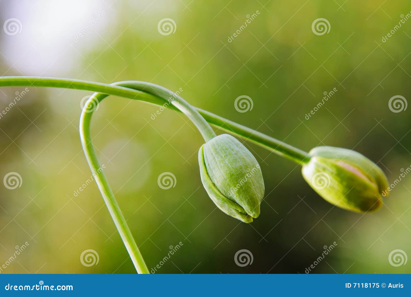 Green poppy head stock image. Image of poppy, vibrant - 7118175