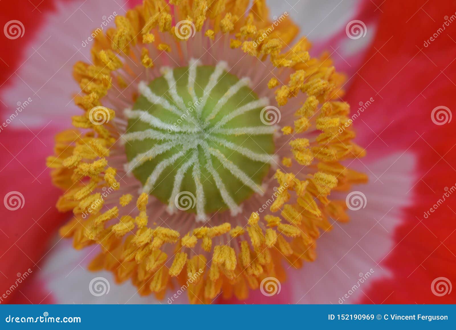 Green Stigma Yellow Anthers Mandala Poppy Flower Stock Image - Image of ...