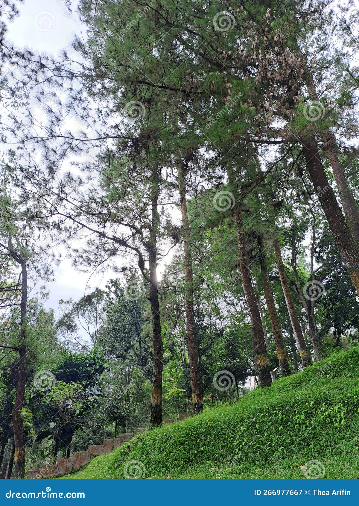 Green Portrait with Big Green Trees and Shy Sunshine Stock Image ...
