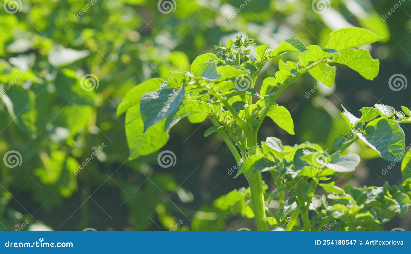 Green Potato Bushes before Flowering. Potato is a Root Vegetable. Close ...