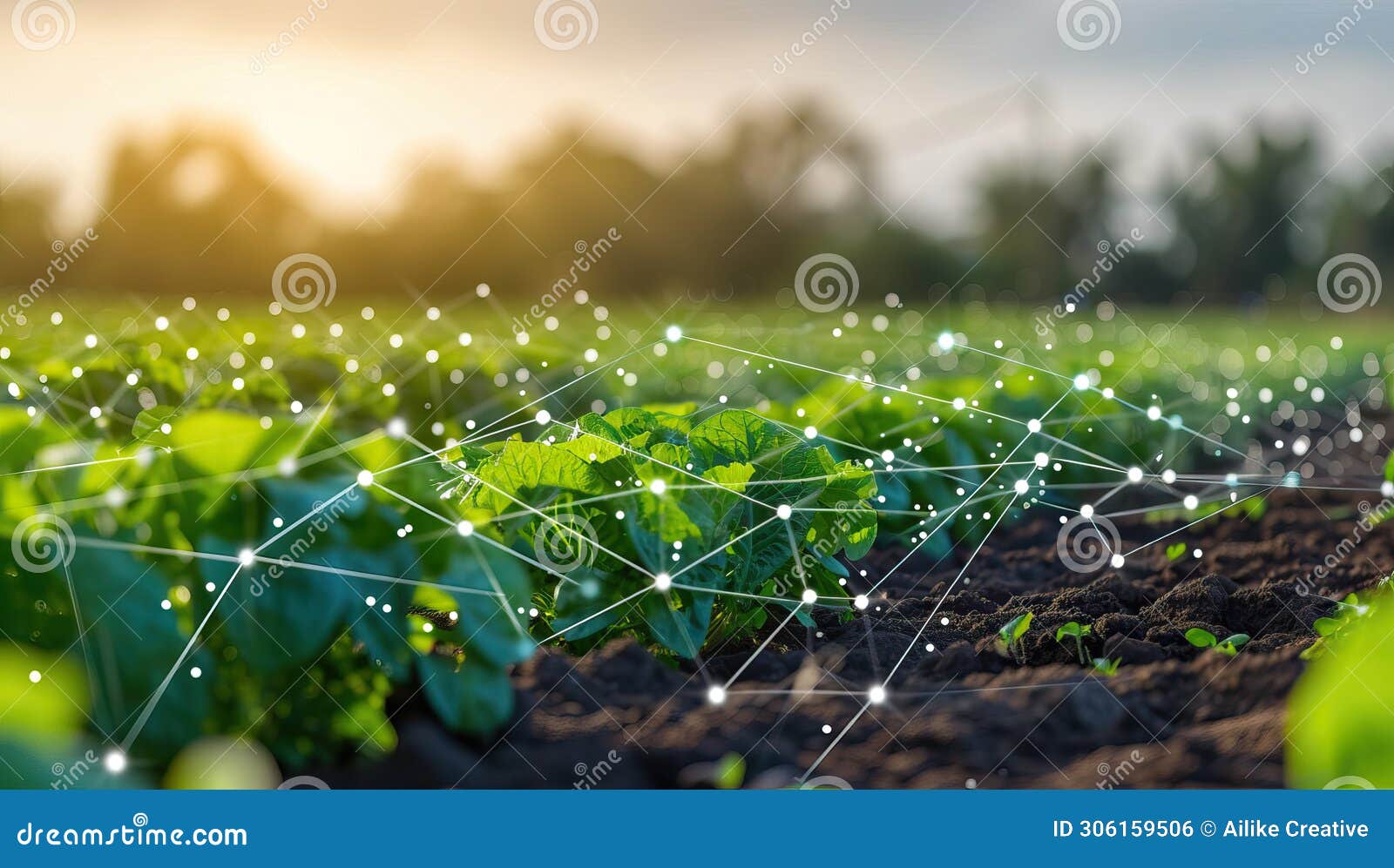 Green Potato Field with Network Connection Lines Illuminating the ...