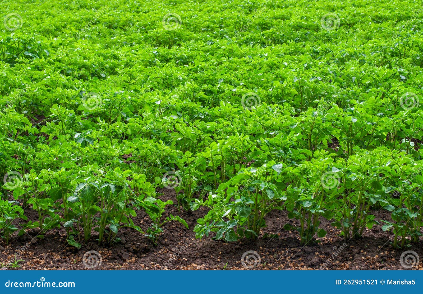 Green potato plant. stock image. Image of land, healthy - 262951521