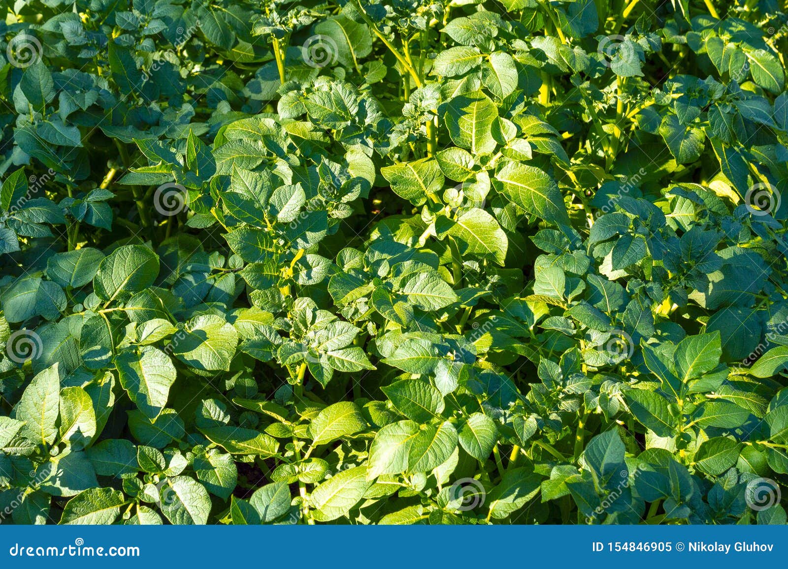 Green Potato Tops on a Personal Plot on a Summer Sunny Day. Stock Image ...