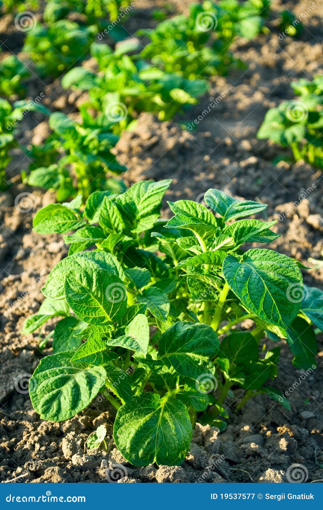 Green Potatoes stock image. Image of nature, ground, nutrition - 19537577