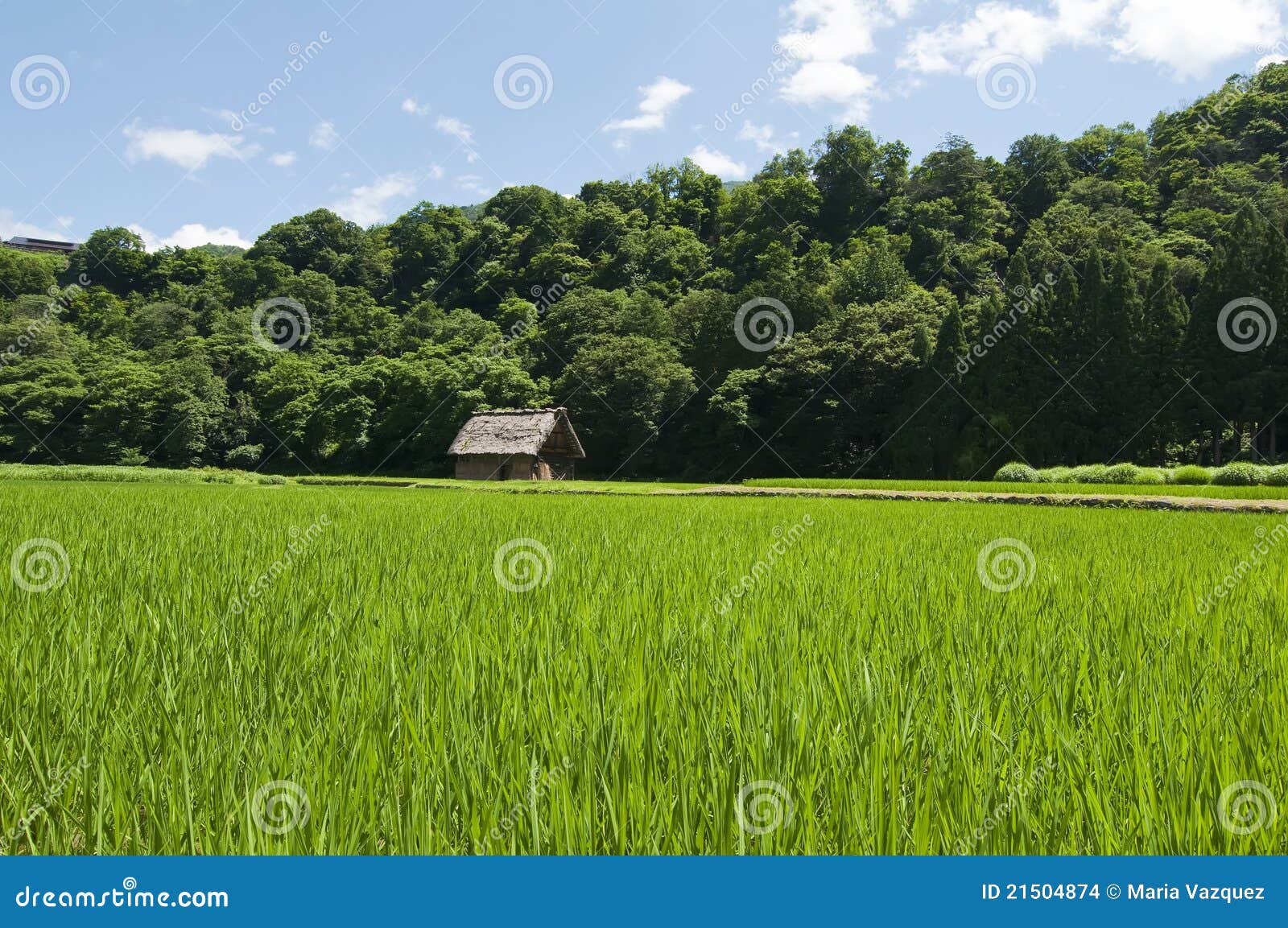 Green prairie home stock photo. Image of straw, field - 21504874