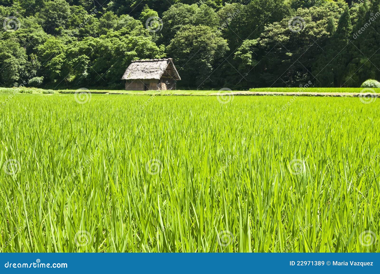 Green prairie home stock image. Image of clouds, horizon - 22971389