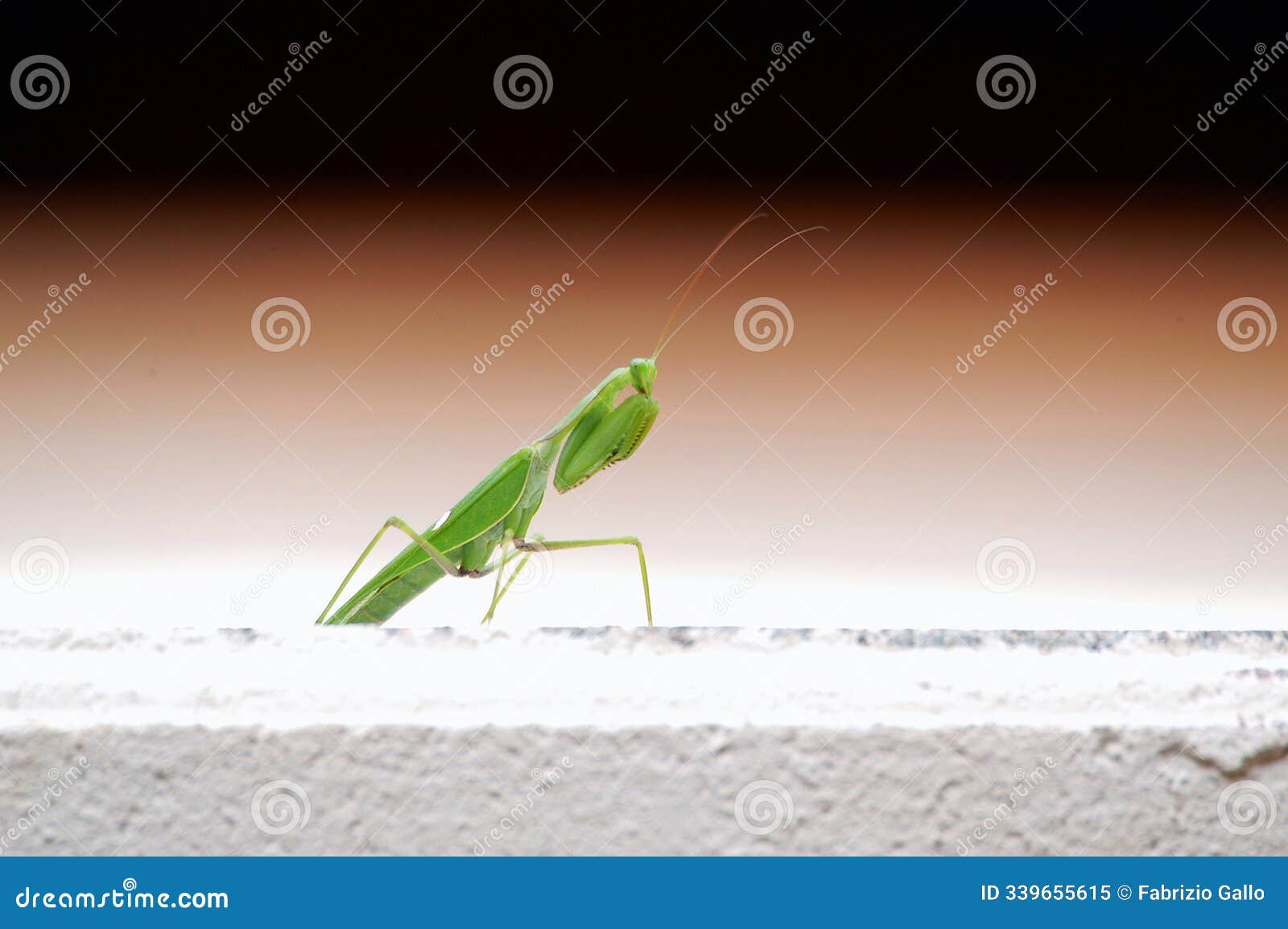 Green Praying Mantis in Attack Position Stock Image - Image of moth ...
