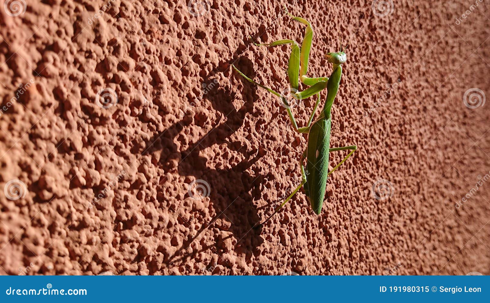 Green Praying Mantis on Brown Wall Stock Image - Image of environment ...