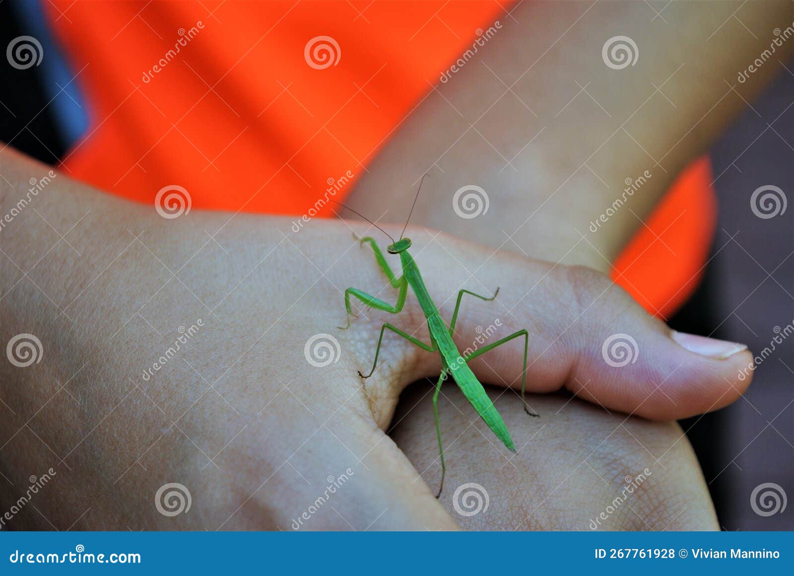 Praying mantis on hand stock photo. Image of finger - 267761928